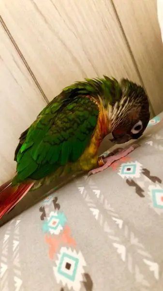 20 Times People Had To Share Snapchat Photos Of Birds Being Cute ...