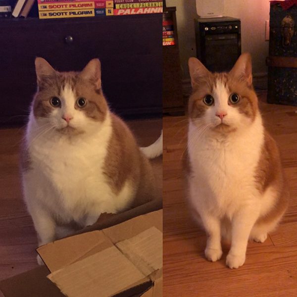 50 Wholesome Cat Photos That Will Warm Your Heart