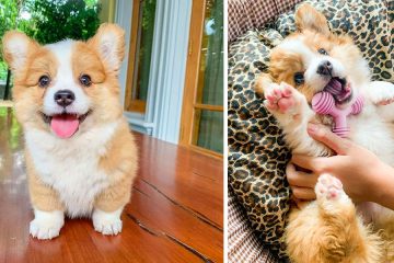 This Stray Puppy Found In Australia Turned Out To Be Rare Breed Of ...