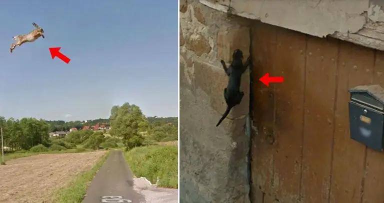 People Have Been Sharing Hilarious Pics Of Animals That Were Caught On ...