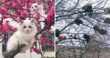 28 Pics Of Cats Pretending They Are Birds