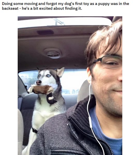 30 Times People Saw Dogs Acting Hilariously Strange In Cars And Just ...