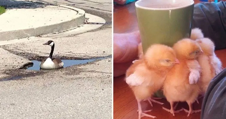 20 Times People Had To Share Snapchat Photos Of Birds Being Cute ...