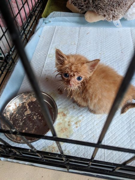 People Have Been Sharing Photos Of How Messy Their Cats Can Be When ...