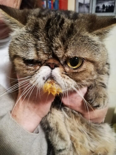 People Have Been Sharing Photos Of How Messy Their Cats Can Be When ...