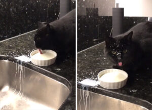 People Have Been Sharing Photos Of How Messy Their Cats Can Be When ...