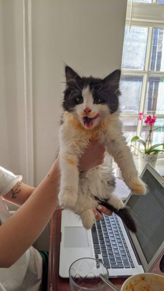 People Have Been Sharing Photos Of How Messy Their Cats Can Be When ...