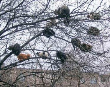 28 Pics Of Cats Pretending They Are Birds