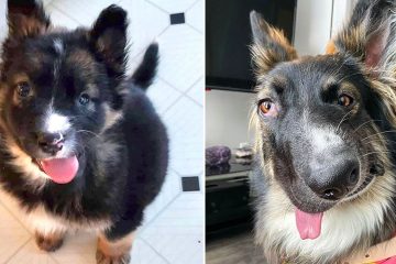 Meet 'Chowder' - The Chow Chow That Looks Just Like A Giant Plush Teddy ...