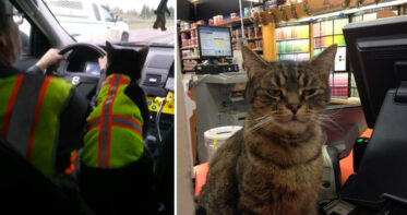 25 People Share Photos Of "Working Cats" And They're Hilarious