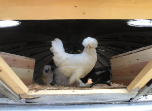 Man Builds UFO Chicken Coop And Posts The Video Online