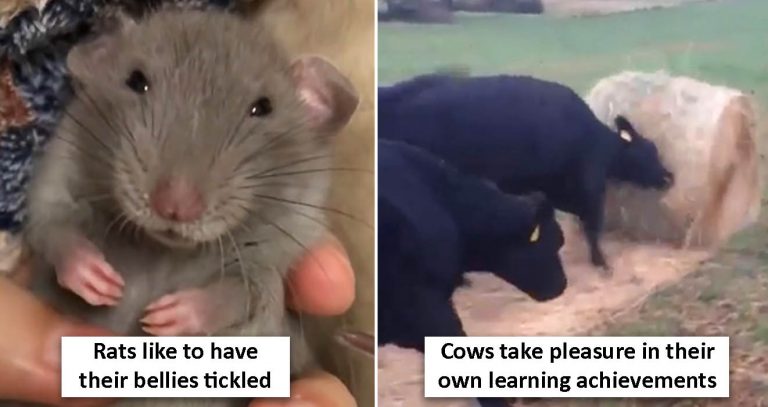40 Facts About Animals That Aren't As Well-Known