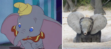 13 Photos Of Real Animals That Look Like Disney Characters