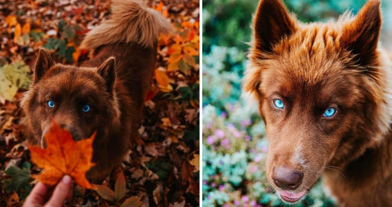 Chocolate Brown Siberian Husky Is Gaining A Large Following Because Of ...