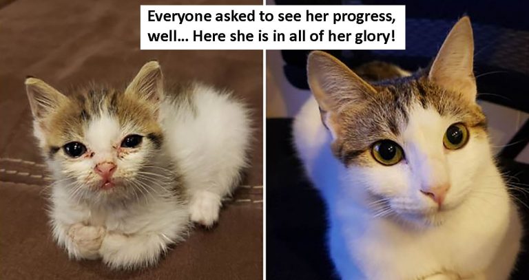 50 Adorable Cat Photos That Are Sure To Put A Smile On Your Face