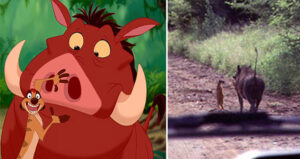13 Photos Of Real Animals That Look Like Disney Characters