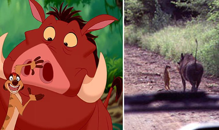 Animals Awesome Inventions
