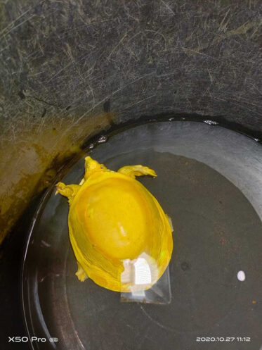Farmer Finds Rare Albino Indian Flapshell Turtle That Looks Like Melted ...