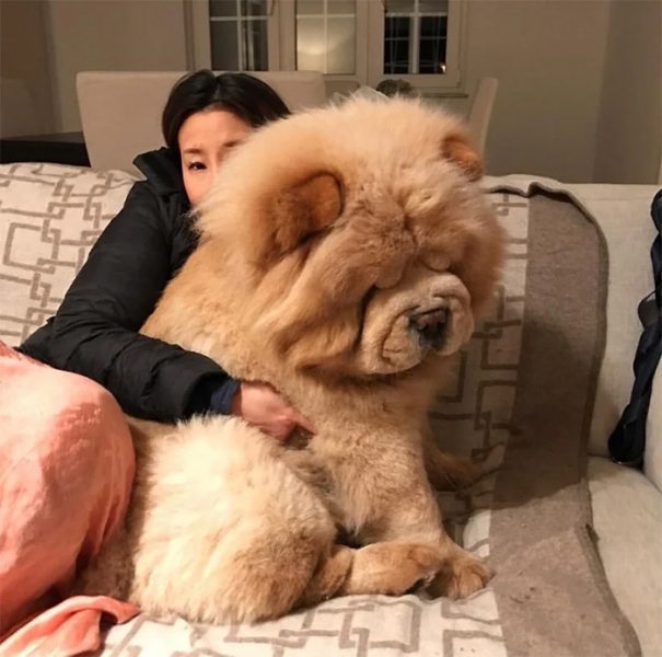 A List Of Giant Dogs That Don't Quite Understand How Big They Actually Are