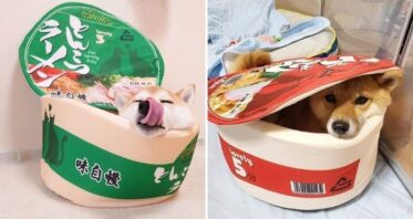 You Can Now Get A Ramen Noodle Bowl Pet Bed For Your Furry Companion