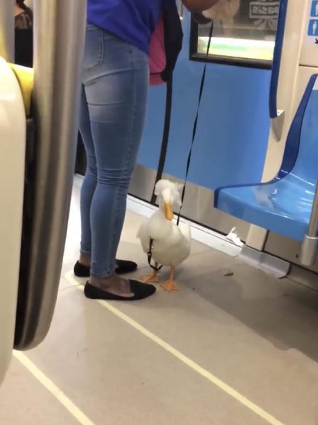 25+ Pets Traveling That Were Better Behaved Than A Lot Of People