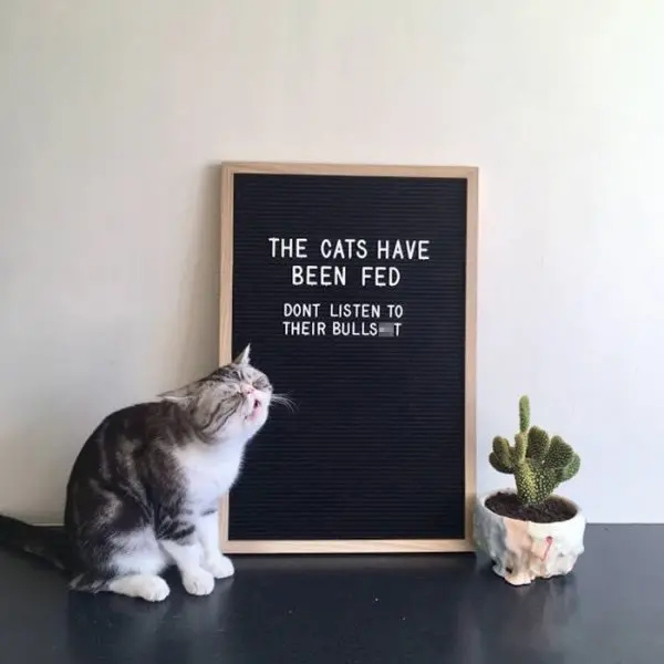 30 Cat Warning Signs Owners Had To Put Up For One Reason Or Another