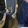 25+ Pets Traveling That Were Better Behaved Than A Lot Of People