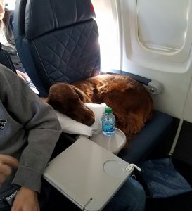 25+ Pets Traveling That Were Better Behaved Than A Lot Of People