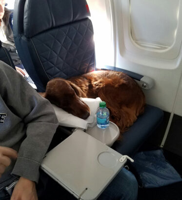 25+ Pets Traveling That Were Better Behaved Than A Lot Of People