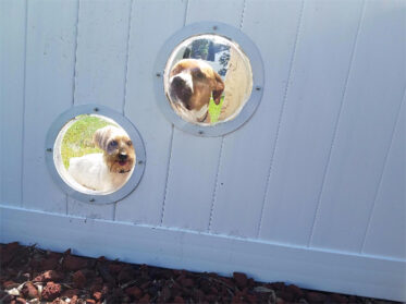 This Dog Fence Bubble Window Lets Your Pup Be As Nosy As They Want