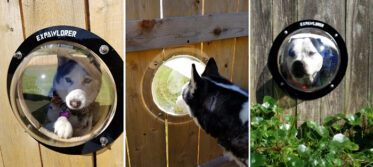 This Dog Fence Bubble Window Lets Your Pup Be As Nosy As They Want