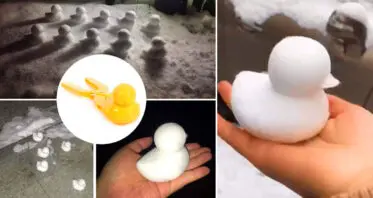 Build An Army Of Snow Ducks With This Duck-Shaped Snowball Maker