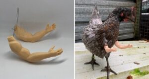 Adding Chicken Arms Make It Seem Like They Want To Fight