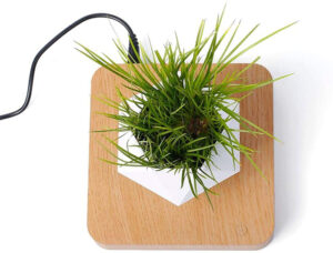 This Levitating Planter Allows You To Grow Your Favorite Plant In Mid-Air