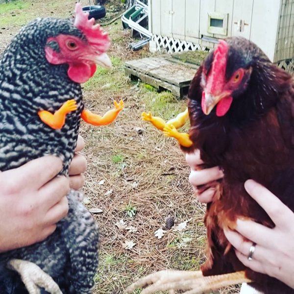 Adding Chicken Arms Make It Seem Like They Want To Fight