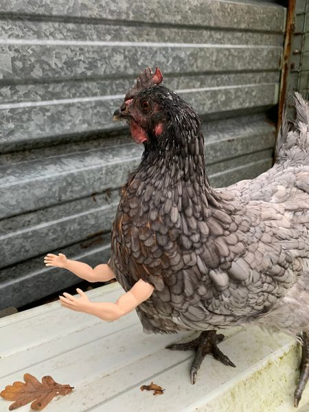 Adding Chicken Arms Make It Seem Like They Want To Fight