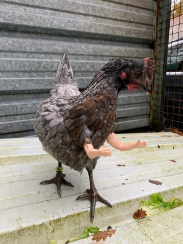 Adding Chicken Arms Make It Seem Like They Want To Fight