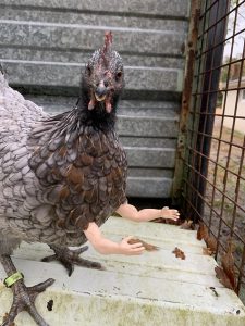 Adding Chicken Arms Make It Seem Like They Want To Fight