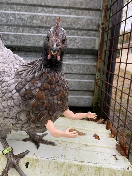 Adding Chicken Arms Make It Seem Like They Want To Fight