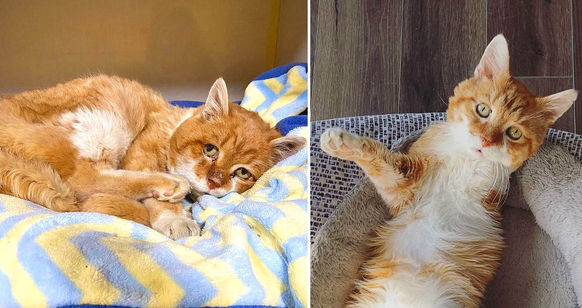This Stray 3-Legged Cat Made A Journey Back To A House He Used To Visit ...