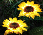 These Solar-Powered Sunflower Lights Are A Beautiful Way To Light Up ...