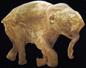 "Lyuba" The 42,000-Year-Old Baby Woolly Mammoth That's Astonishingly ...