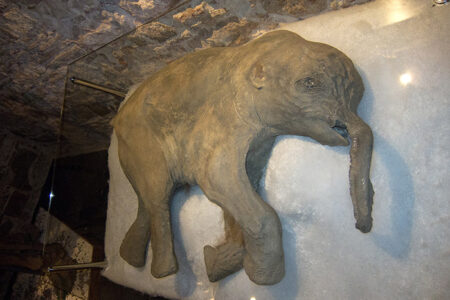 "Lyuba" The 42,000-Year-Old Baby Woolly Mammoth That's Astonishingly ...