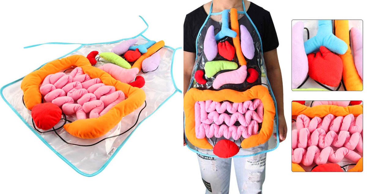 Teach Kids About The Human Body With This Anatomy Apron