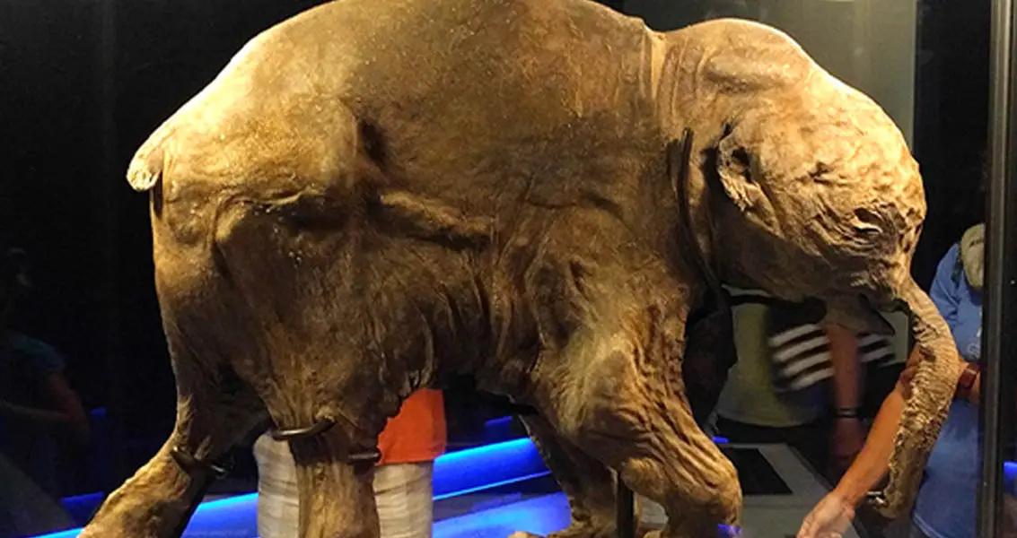 "Lyuba" The 42,000-Year-Old Baby Woolly Mammoth That's Astonishingly ...