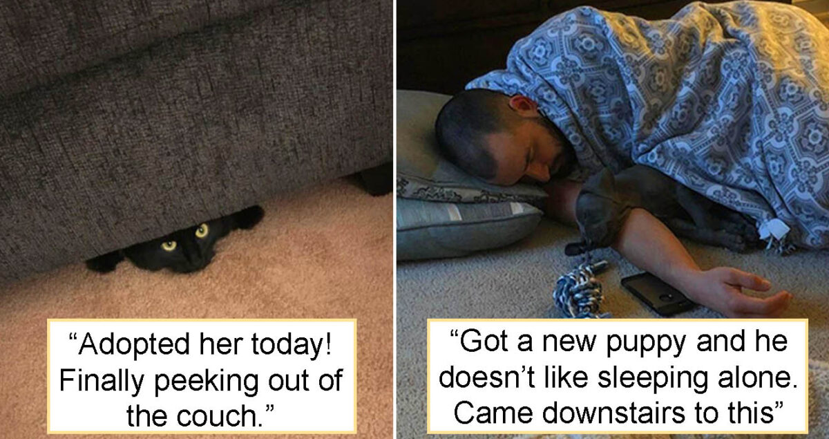 Adorable Pet Adoption Photos That Will "Hit You Right In The Feels"