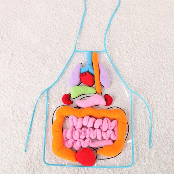 Teach Kids About The Human Body With This Anatomy Apron