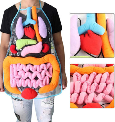 Teach Kids About The Human Body With This Anatomy Apron