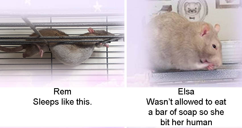 Rat Sanctuary Displays Best And Worst Rat Of The Week And Their "Crimes ...
