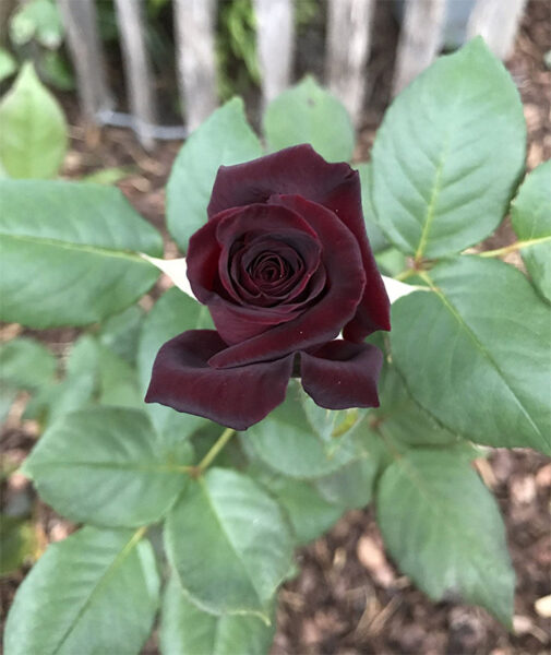 True Blood Roses Are A Perfect Way To Add A Touch Of Gothic To Your Garden
